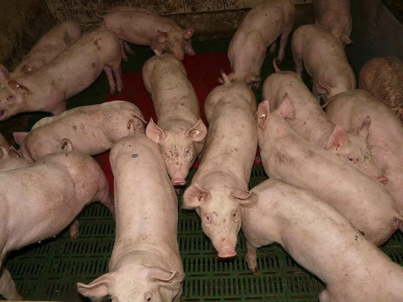 Top Pork-Producing Countries in 2024 | Paradigm Futures