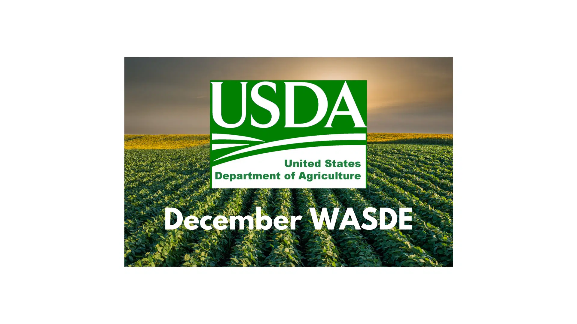 Grains in Transition: Analyzing the USDA WASDE Report. | Paradigm Futures