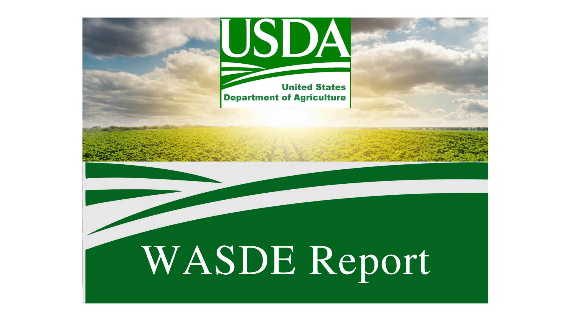 WASDE Report: Stable U.S. Supplies Amid Global Tightness | Paradigm Futures