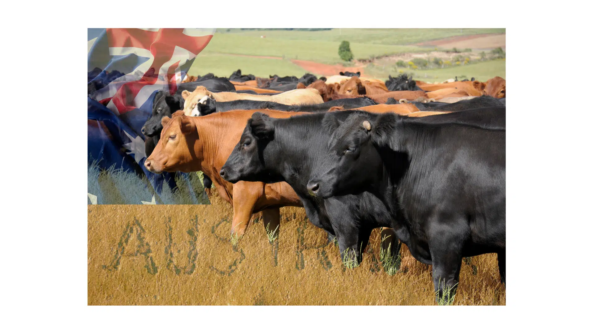Australia's 2025 Beef Production Surges on U.S. Demand | Paradigm Futures