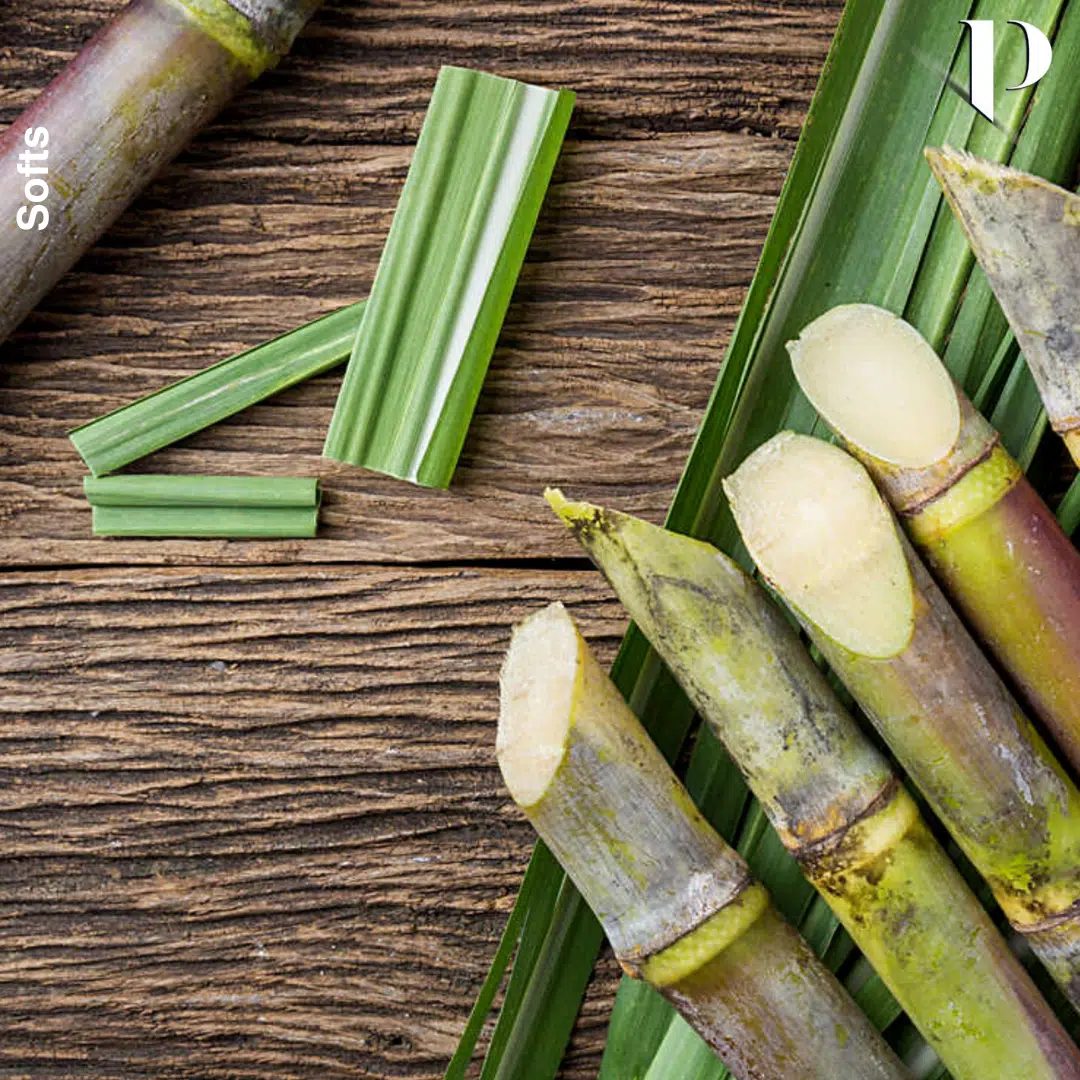 Brazil Sugar Annual 2025: Production Reaches New Highs | Paradigm Futures