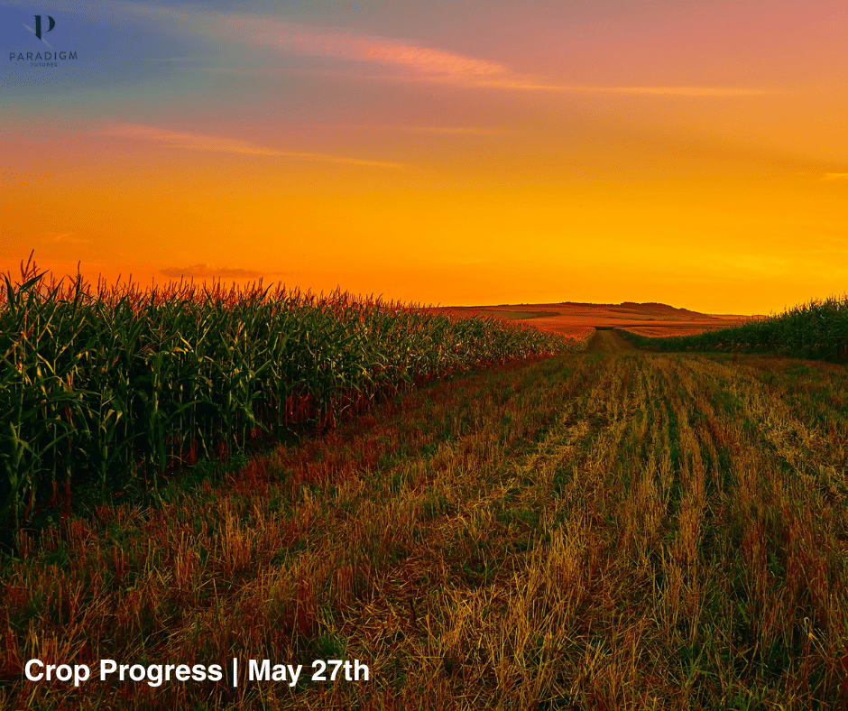 Crop Progress: U.S. Corn Emerges Strong, Wheat Conditions Dip ...
