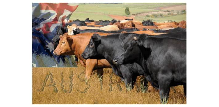 Australia's 2025 Beef Production Surges on U.S. Demand | Paradigm Futures